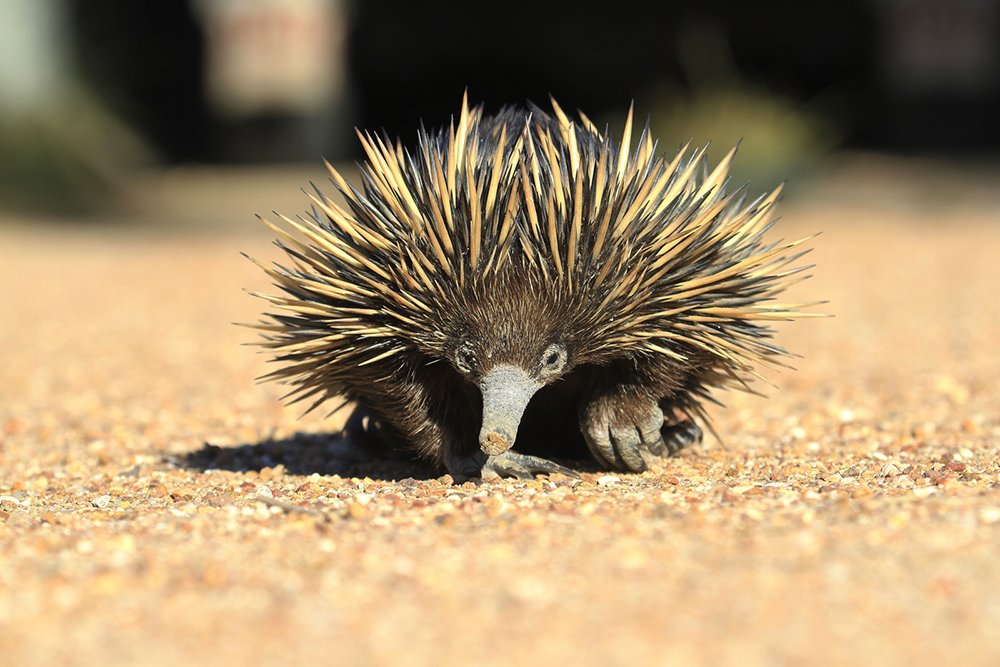 A stroll around the yard with a short-beaked echidna - Australian ...