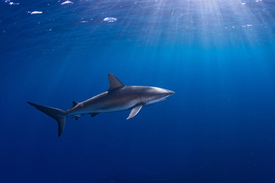 GALLERY: Deadly Oceans - Australian Geographic