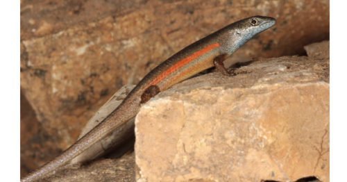 Two new lizards discovered in Queensland - Australian Geographic