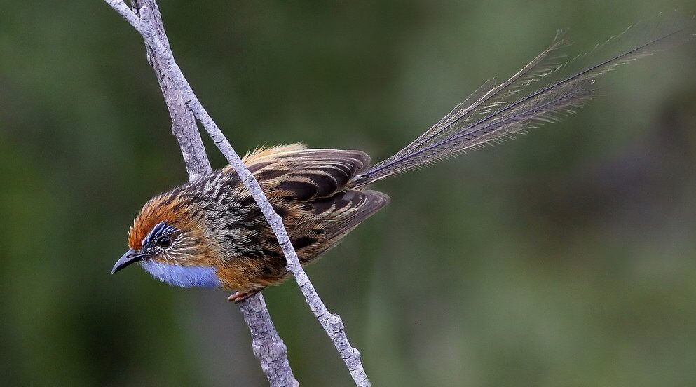 Mallee survivor - Australian Geographic