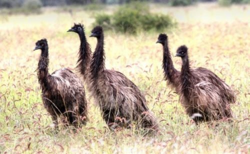 AG Flickr photo of the week: wild emus - Australian Geographic