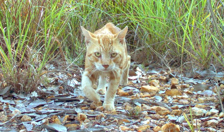 Australian feral cats wreak the most damage - Australian Geographic