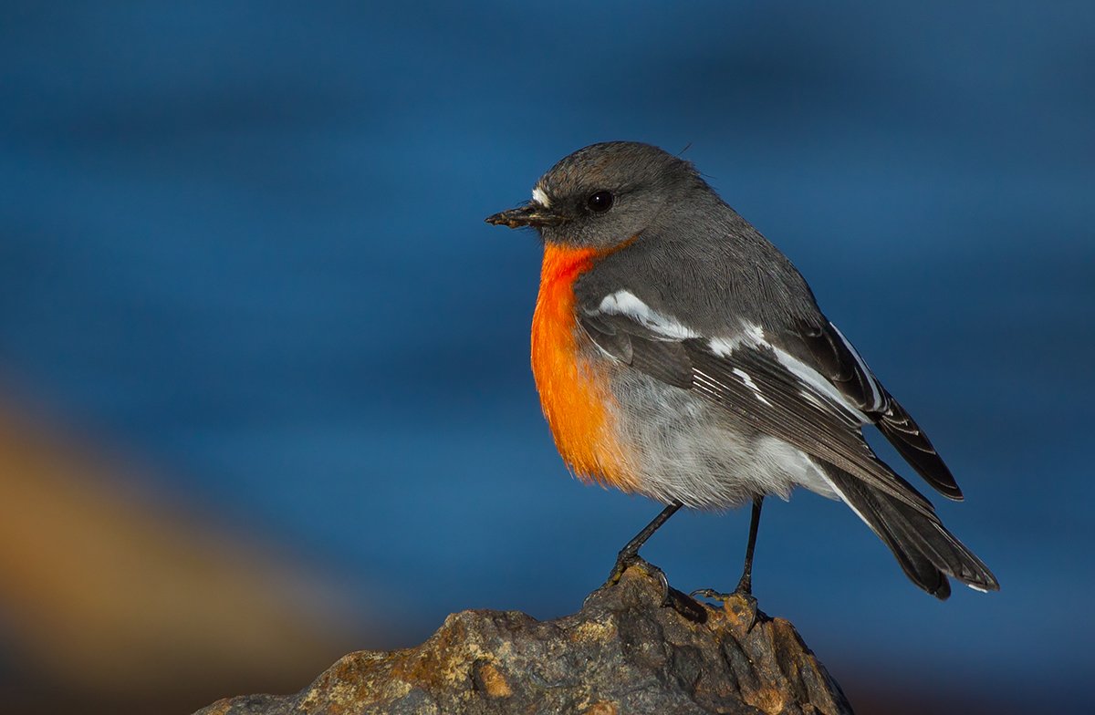 GALLERY: The colourful robins of central Victoria - Australian Geographic
