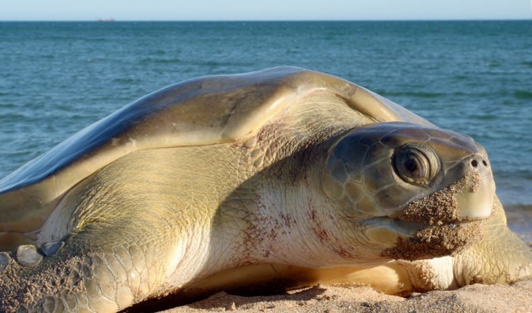 Flatback turtle migration routes mapped - Australian Geographic