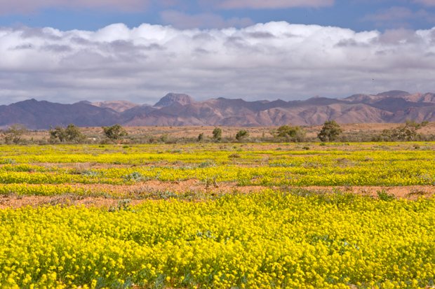 Gallery: Flinders Ranges - Australian Geographic
