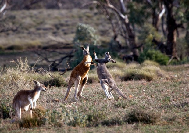 Gallery: Flinders Ranges - Australian Geographic