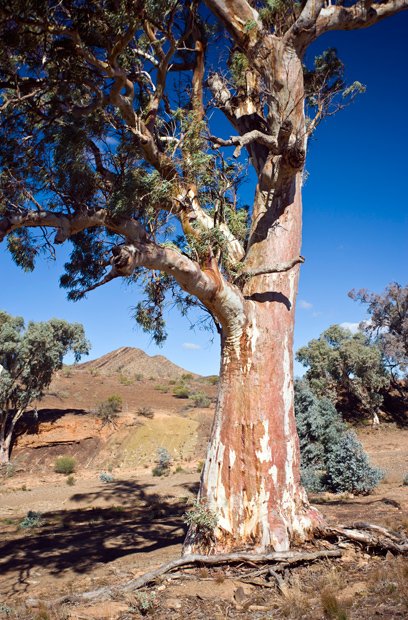 Gallery: Flinders Ranges - Australian Geographic