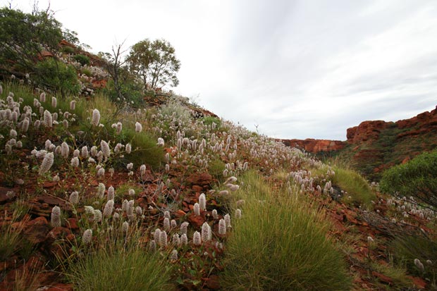 Gallery: The greening of the Red Centre - Australian Geographic