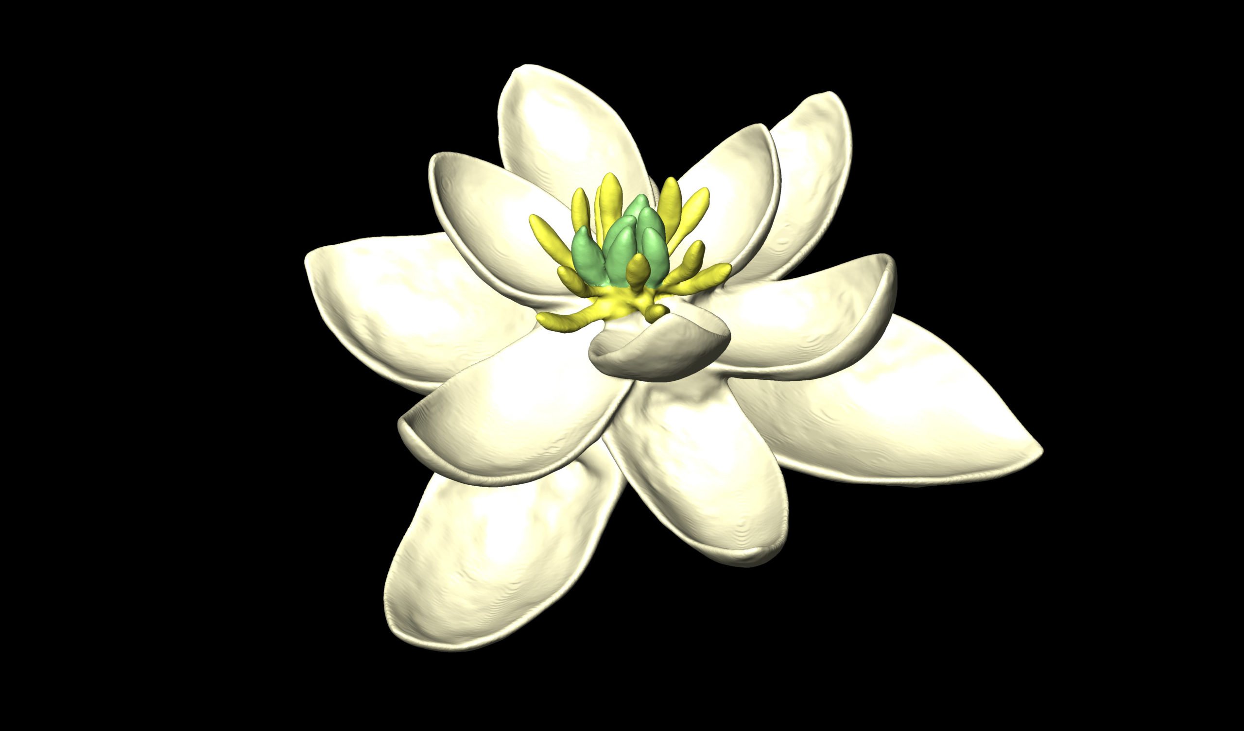 The evolution of flowers - Australian Geographic