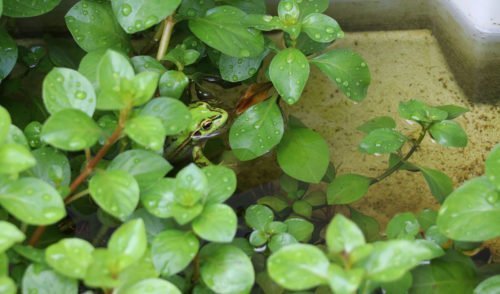 Salt may be the cure for a devastating disease wiping out our frogs ...