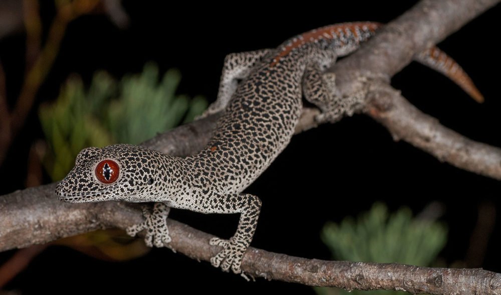 The jewel-eyed gecko with a foul-smelling secret - Australian Geographic