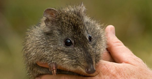 Protect the potoroo - Australian Geographic