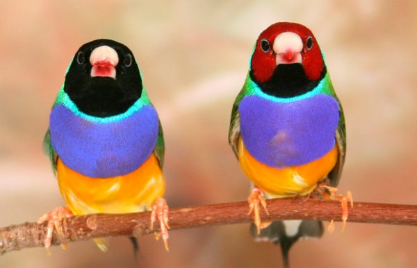 New Gouldian finches found in Kimberley - Australian Geographic