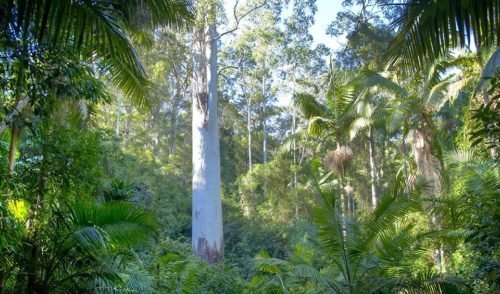 Highway One: the Grandis Tree - Australian Geographic