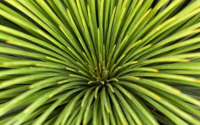 Grass tree - Australian Geographic
