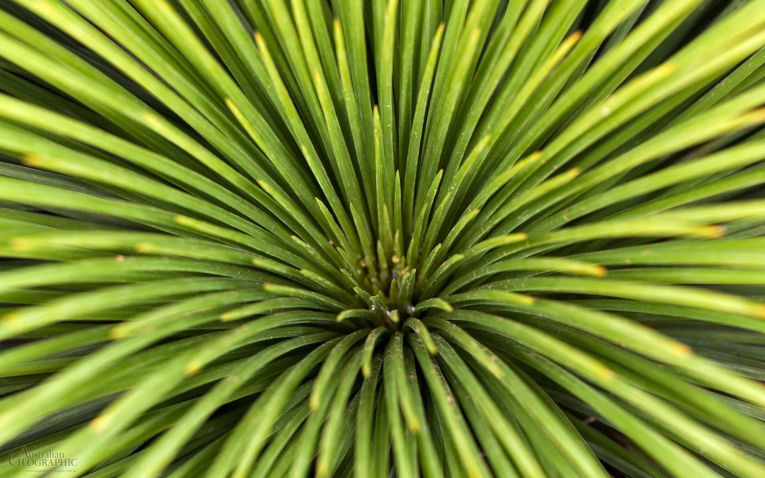 Grass tree - Australian Geographic