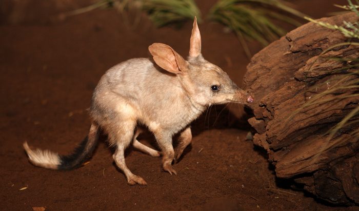 The bilby is making a comeback in outback NSW - Australian Geographic
