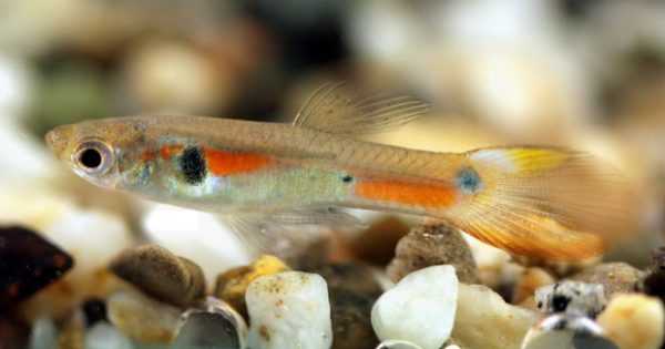 Guppies hang with ugly friends to look hotter - Australian Geographic