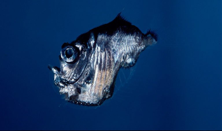 Deep-sea hatchetfish just trying its darndest to survive - Australian ...