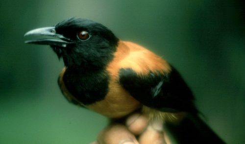 Hooded pitohui, one of the world's only toxic birds - Australian Geographic