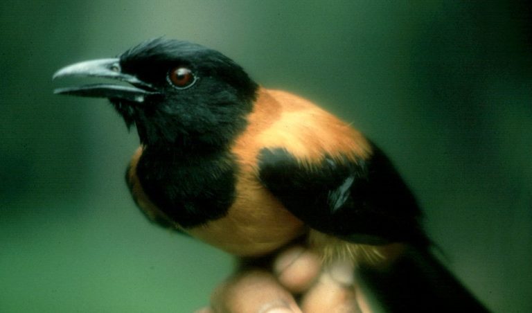 Hooded pitohui, one of the world's only toxic birds - Australian Geographic