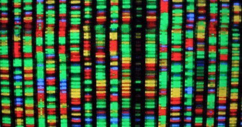 On this day in history: human genome completion - Australian Geographic