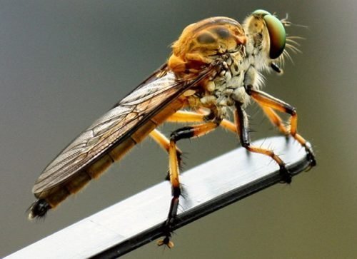 AG reader photo: Robber fly - Australian Geographic