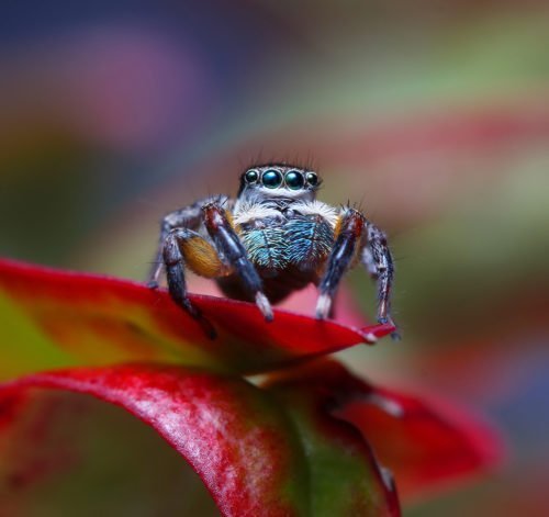 Fluff-face - Australian Geographic