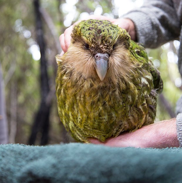 Gallery The Weird Parrot Kakapo Australian Geographic