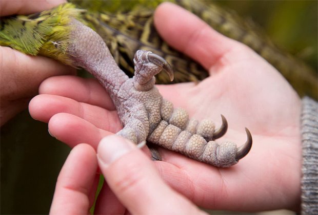 Gallery The Weird Parrot Kakapo Australian Geographic