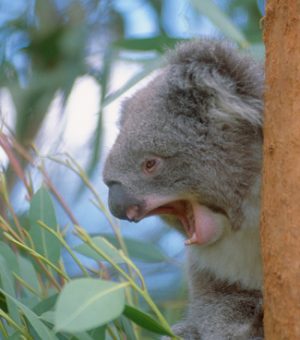 Koalas' brutish bellows are all for love - Australian Geographic