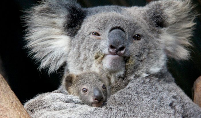 Koala joey makes first appearance at Taronga Zoo - Australian Geographic