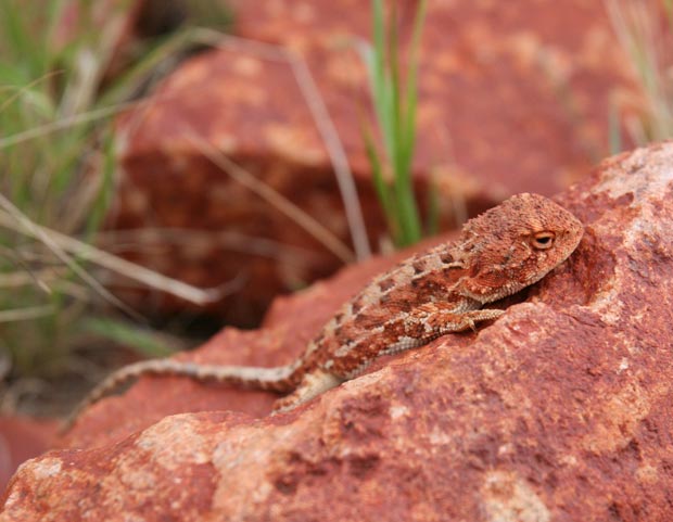 Gallery: The greening of the Red Centre - Australian Geographic