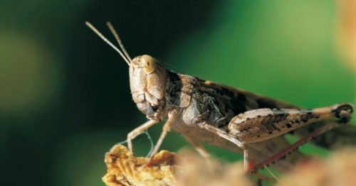 Editor's chat: locust plagues - Australian Geographic