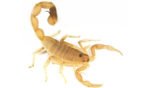 A guide to the scorpions of Australia - Australian Geographic