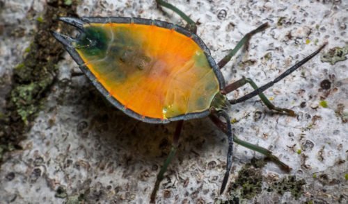 These are the huge stink bugs terrorising Sydney’s inner-city suburbs ...