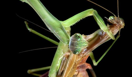 Sexual cannibalism could benefit male praying mantis - Australian ...