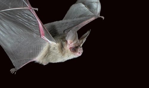 Citizen science project calls on public to track South Australia's ...