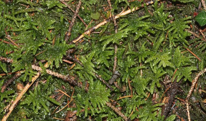 Unveiling the Enchanting World of Pilopogon Moss | OutdoorMoss.com