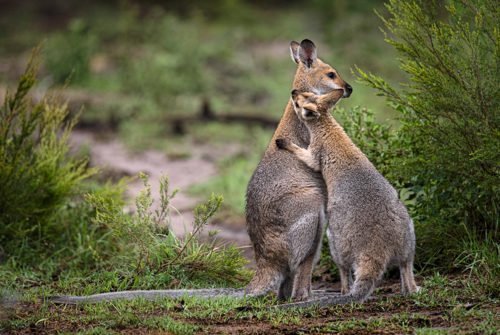 Rainy day snuggles: red-necked wallabies - Australian Geographic