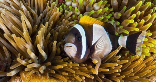 Finding Nemo's personality - Australian Geographic