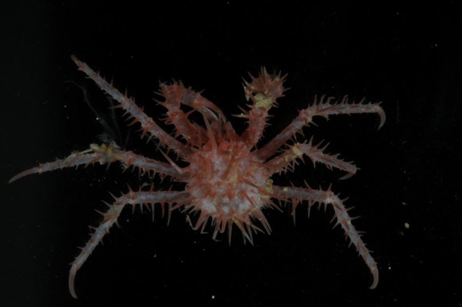 Gallery: 30 new marine species discovered in Antarctica - Australian ...