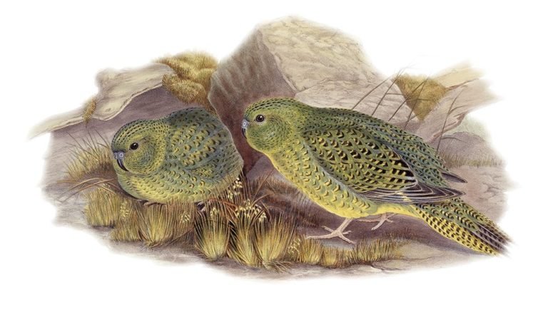 Extinct no more: Protecting the night parrot - Australian Geographic