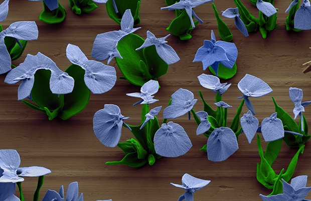 Gallery: World tiniest flowers made in a lab - Australian Geographic