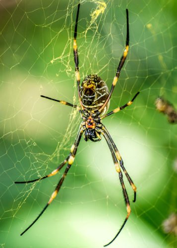 Orb-weaving spider down in the garden - Australian Geographic