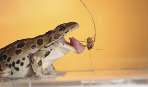 This is how a frog's tongue works - Australian Geographic