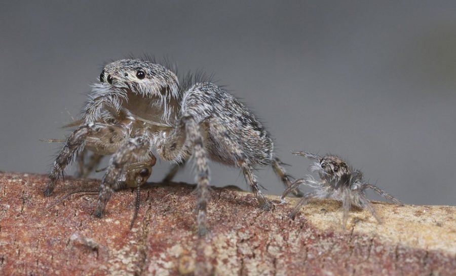 Meet Sparklemuffin and Skeletor, new Australian peacock spiders ...