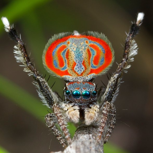 Meet Sparklemuffin and Skeletor, new Australian peacock spiders ...