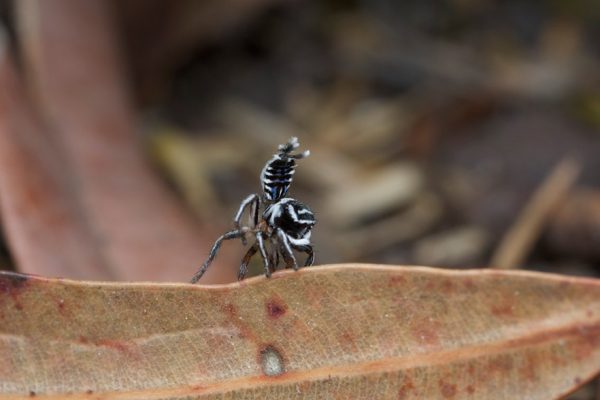 Meet Sparklemuffin and Skeletor, new Australian peacock spiders ...
