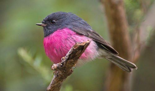 Pretty in pink: the male pink robin